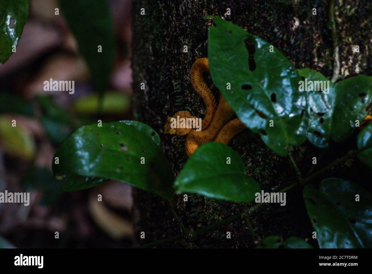 Orange snake hi-res stock photography and images - Alamy