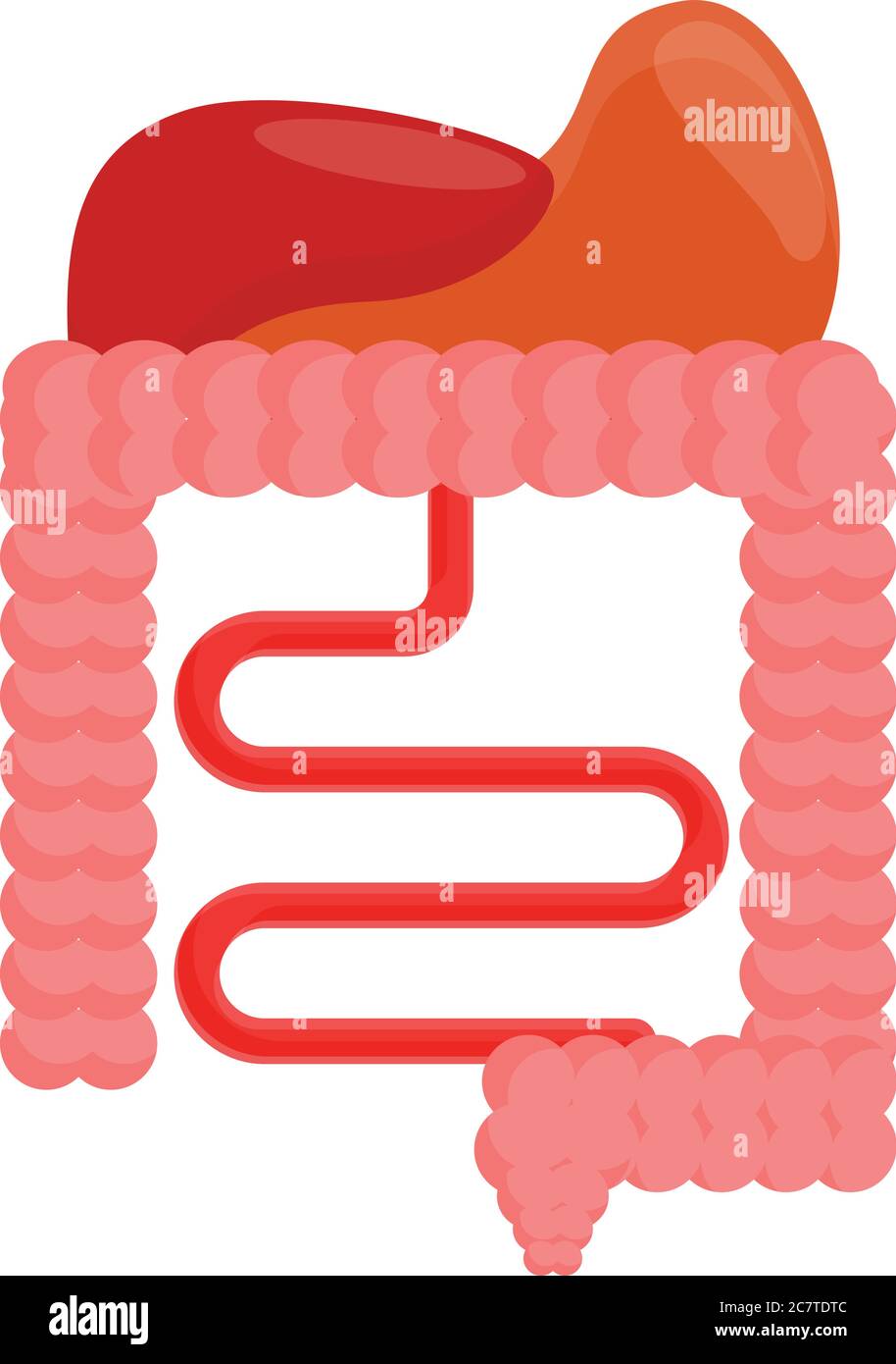 Digestion system icon. Cartoon of digestion system vector icon for web ...