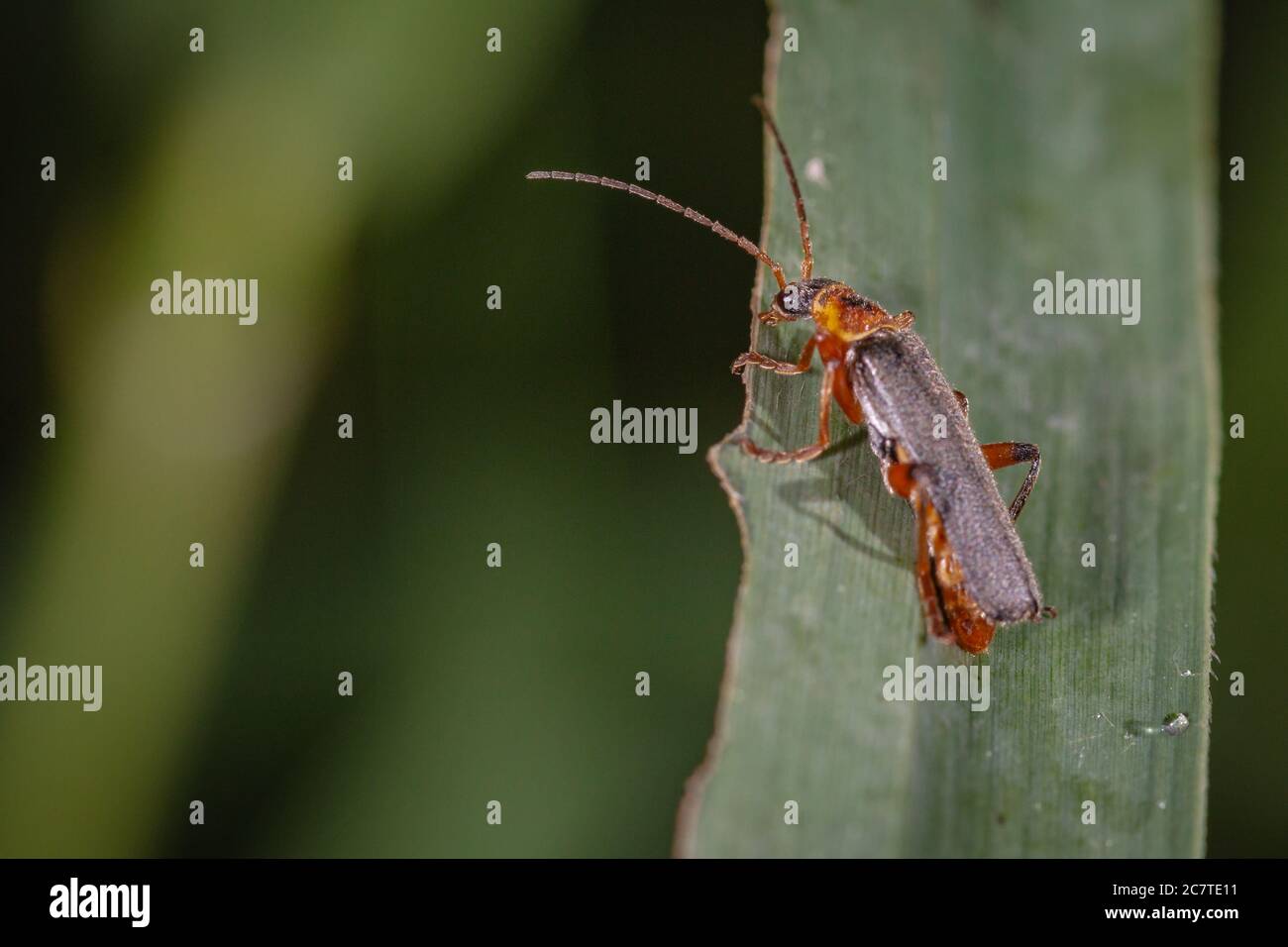 Reed leaf beetle hi-res stock photography and images - Alamy