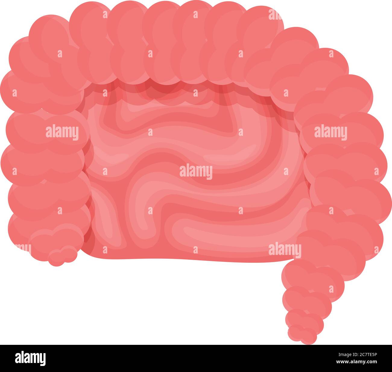 Healthy intestine icon. Cartoon of healthy intestine vector icon for ...