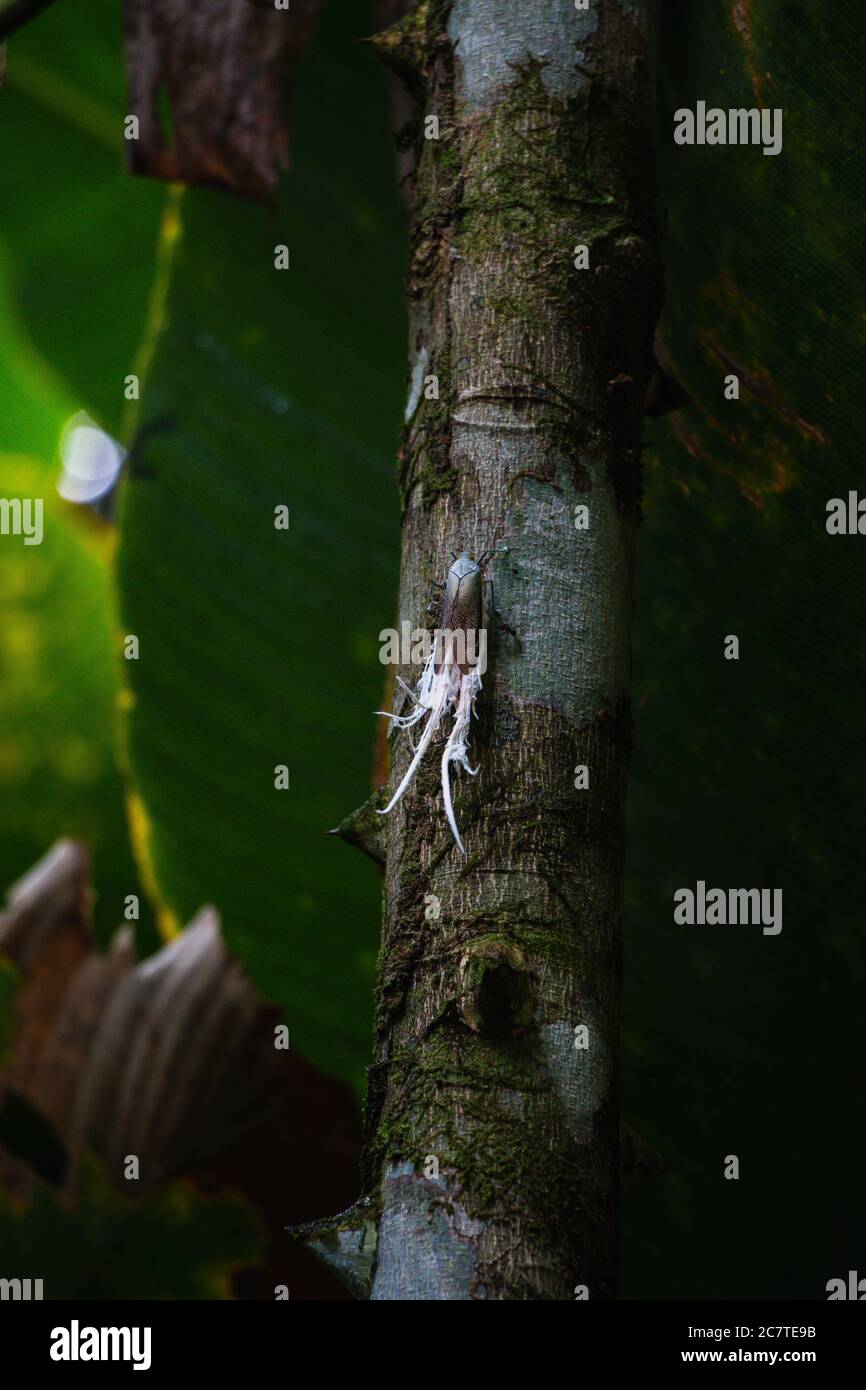 Beetle rainforest costa rica hi-res stock photography and images - Alamy