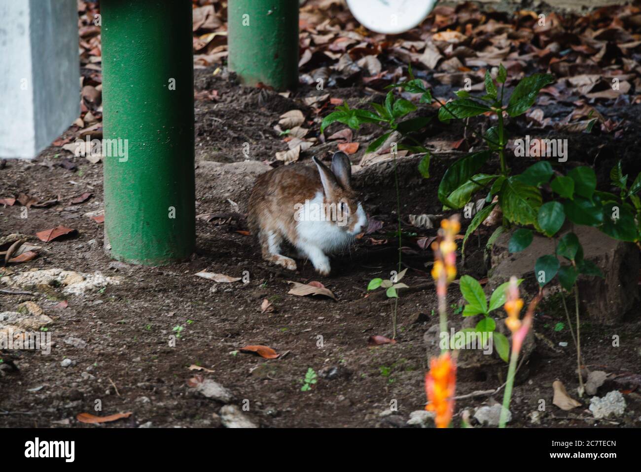 Tan rabbit hi-res stock photography and images - Alamy