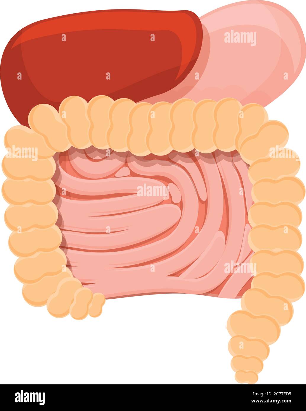 Metabolic digestion system icon. Cartoon of metabolic digestion system ...