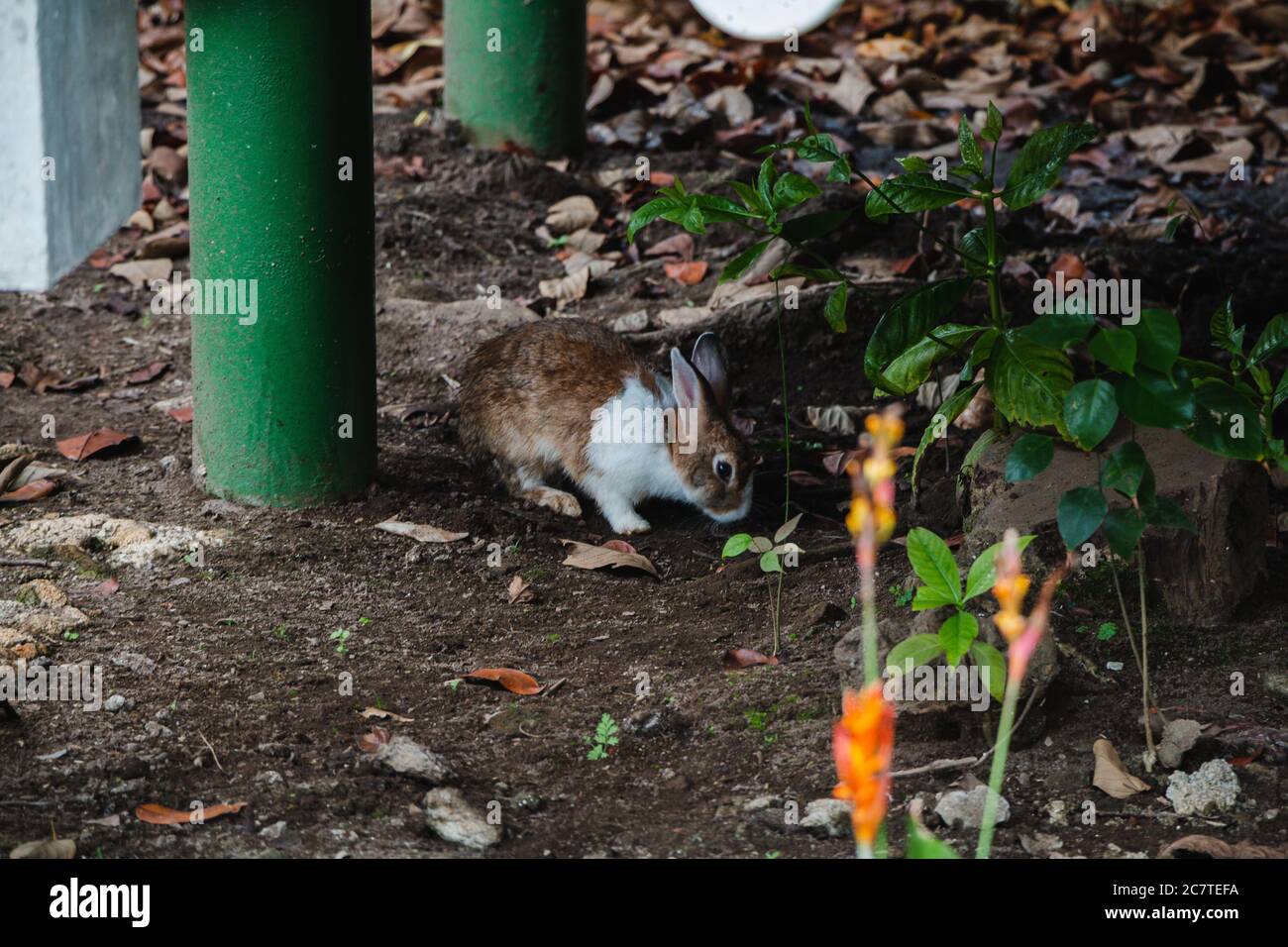 Caribbean Rabbit High Resolution Stock Photography and Images - Alamy