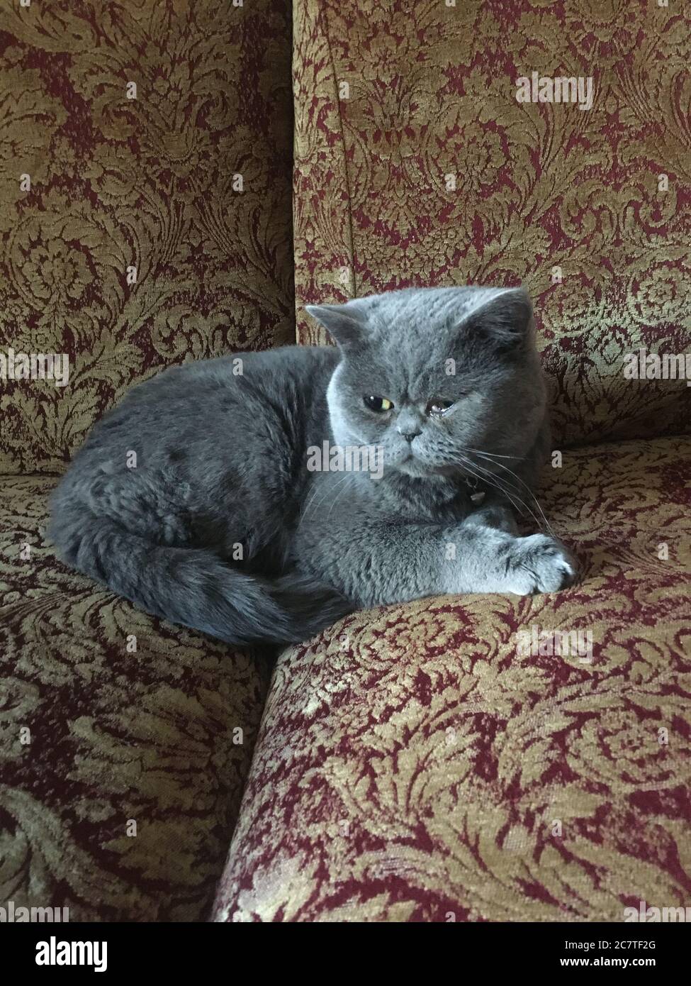 Gold british shorthair hi-res stock photography and images - Alamy