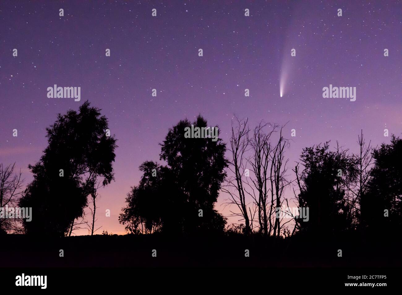 Comet 2020 Neowise seen from Stedham and Iping Common, Sussex, UK, July ...