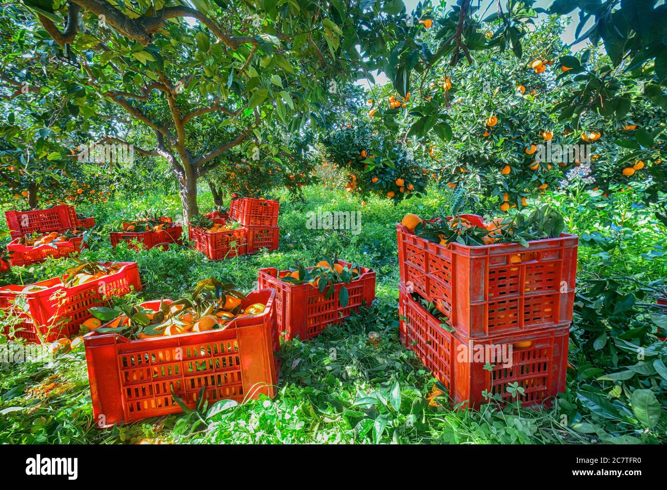 Red plastic fruit boxes full of oranges by orange trees during harvest ...