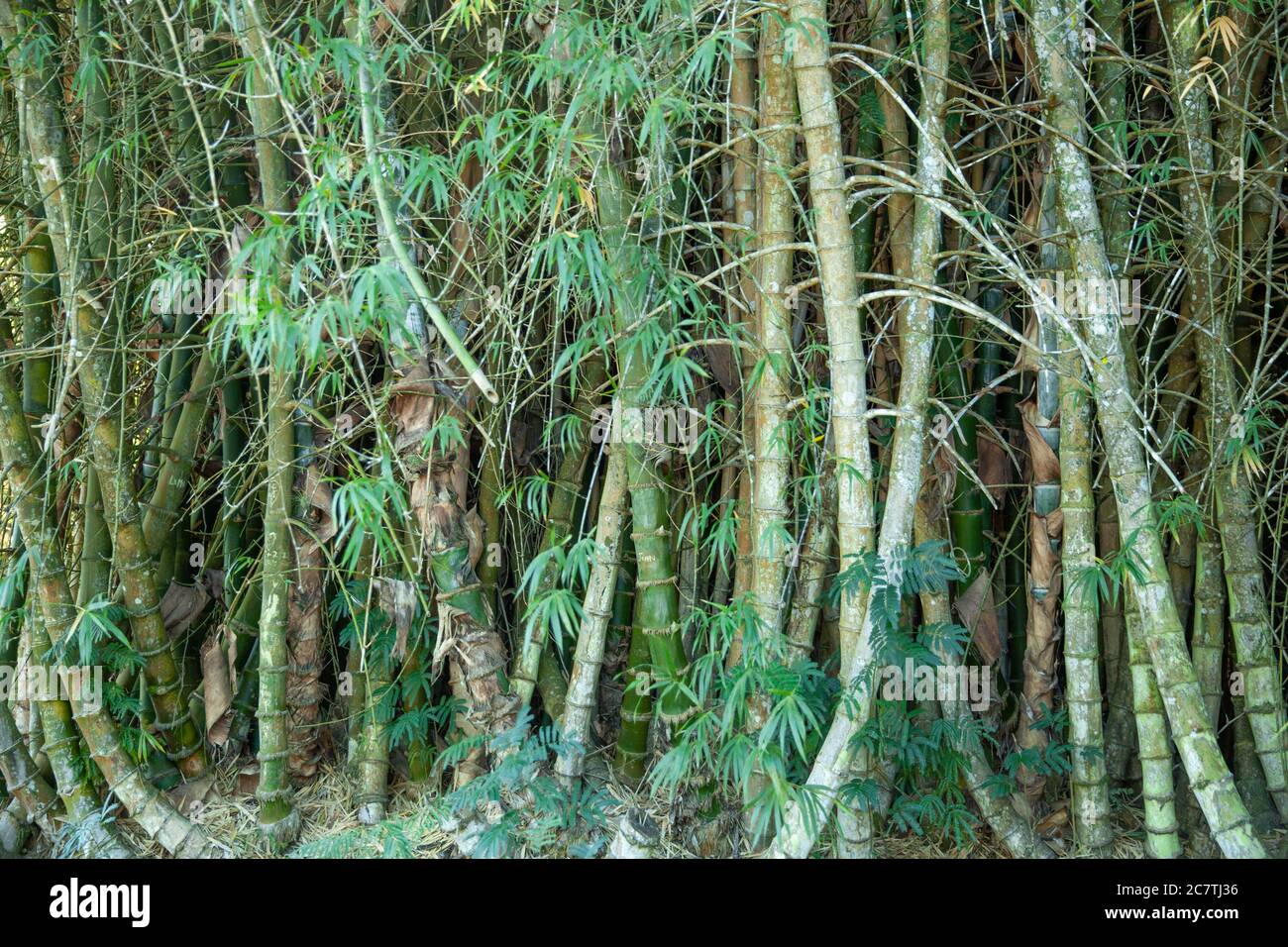Lush bamboo thicket in the Botanical Garden of Cienfuegos, Cuba Stock ...