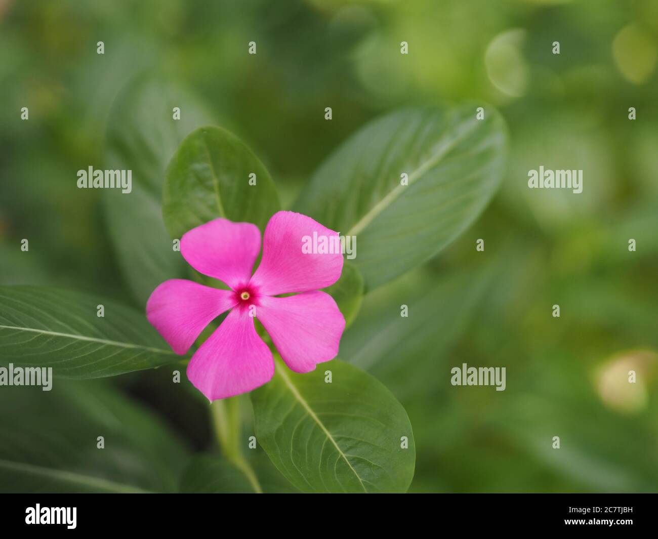 Cayenne Jasmine ,Periwinkle, Catharanthus rosea, Madagascar Periwinkle ...