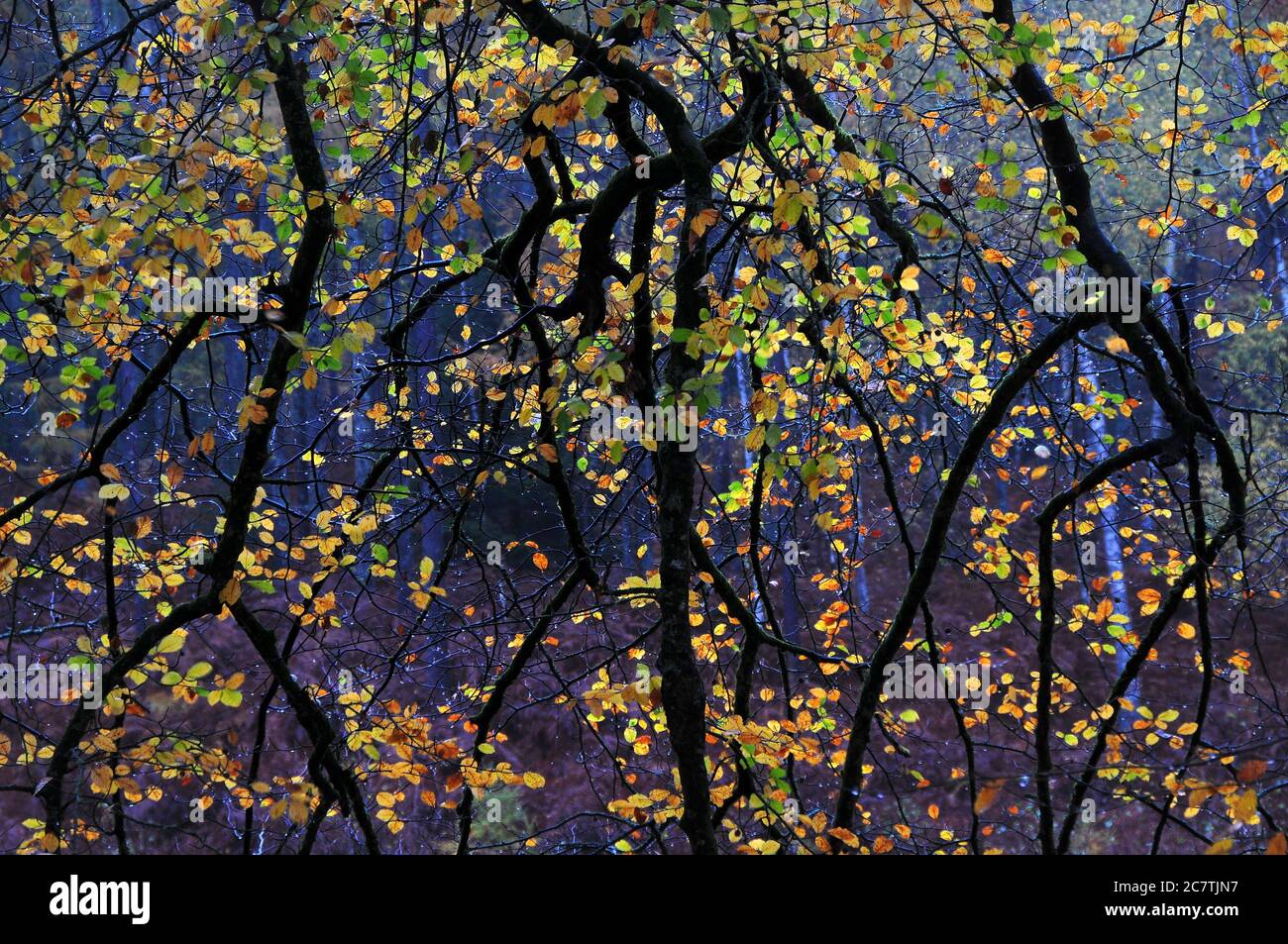 Beech in the rain hi-res stock photography and images - Alamy