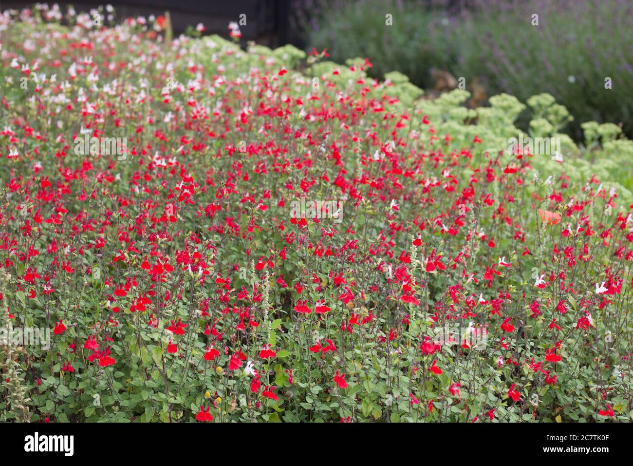 Salvia hot lips white flower hi-res stock photography and images - Alamy