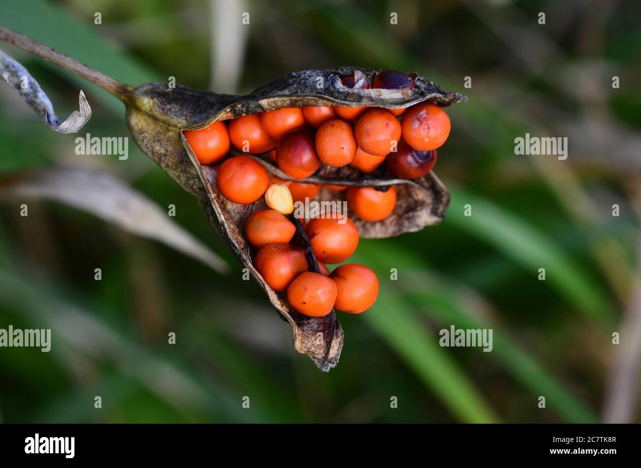 Stinking iris iris foetidissima berries hi-res stock photography and ...