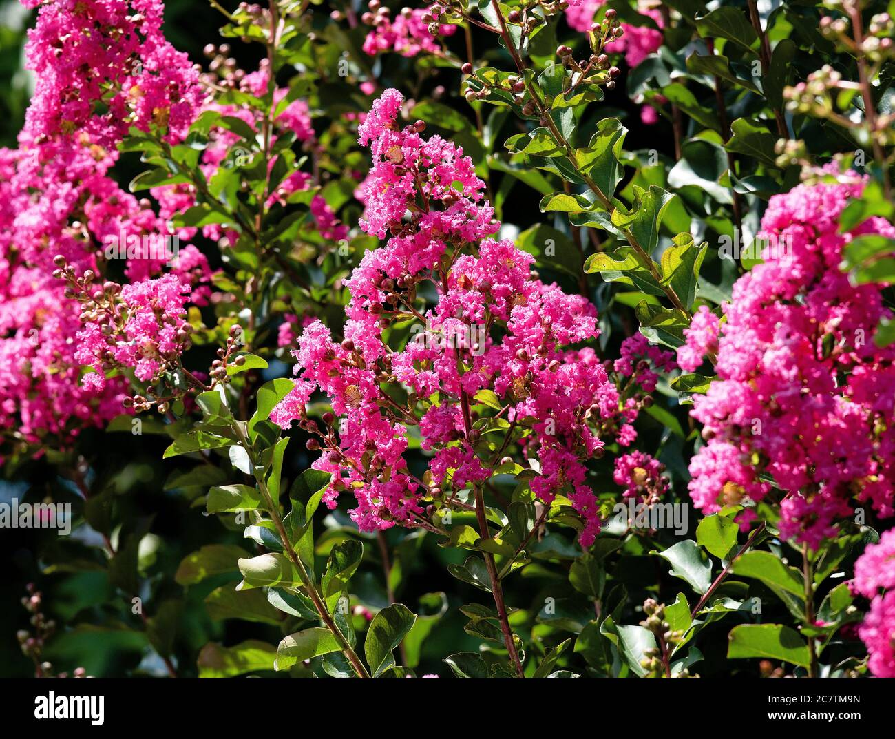 Lagerstroemia indica rosea hi-res stock photography and images - Alamy