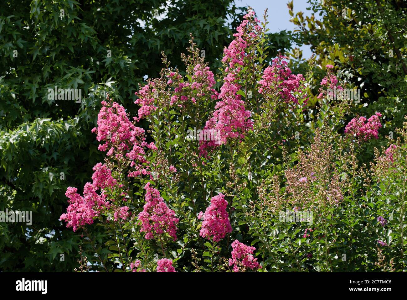 Flowers of Lagerstroemia indica rosea Stock Photo - Alamy