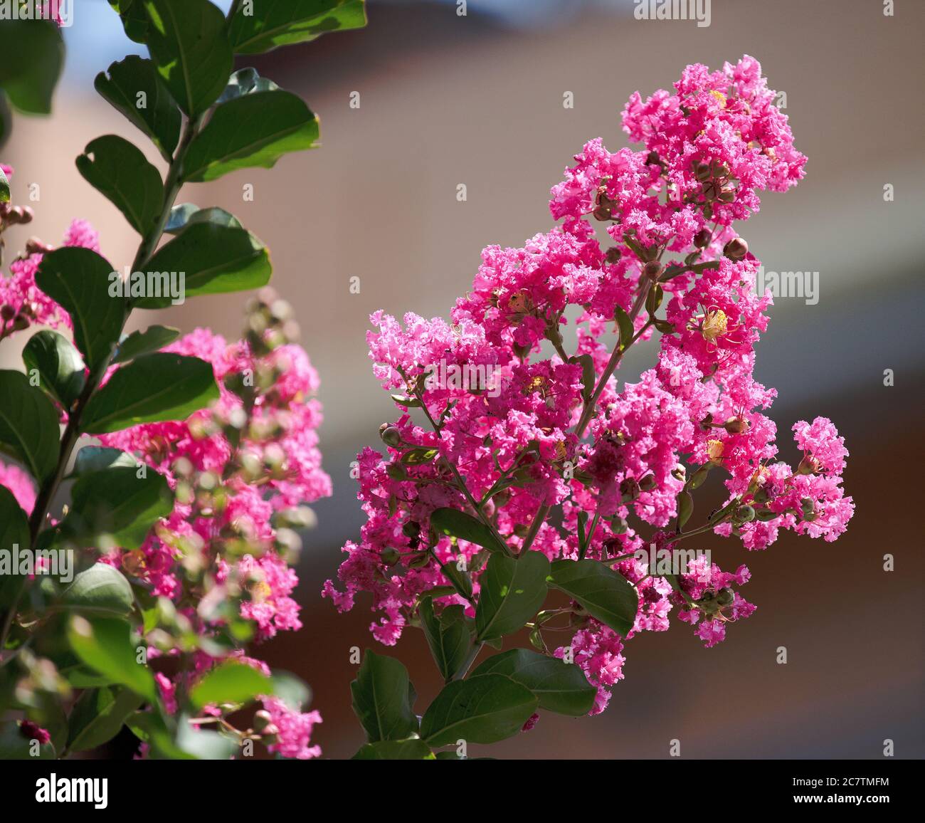 Flowers of Lagerstroemia indica rosea Stock Photo - Alamy