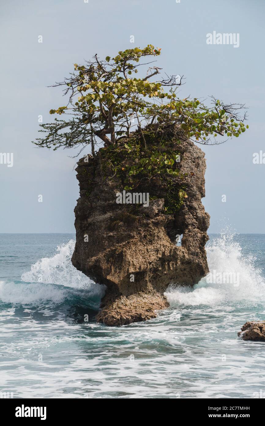 A large rock in the water with a small tree growing on the top, being ...