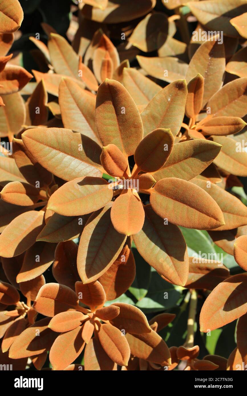 Rhododendron leaves with rusty look Stock Photo - Alamy