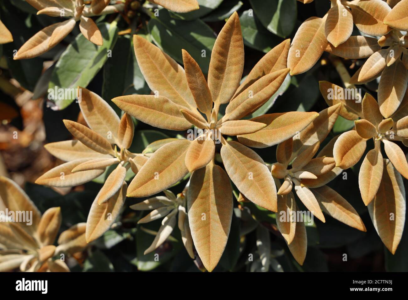 Rhododendron leaves in full sunlight Stock Photo - Alamy