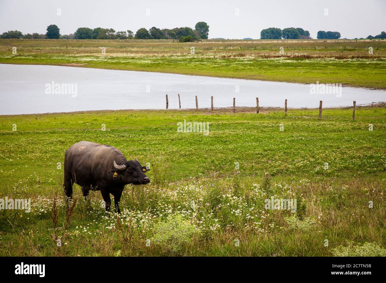 Water buffalo hi-res stock photography and images - Alamy
