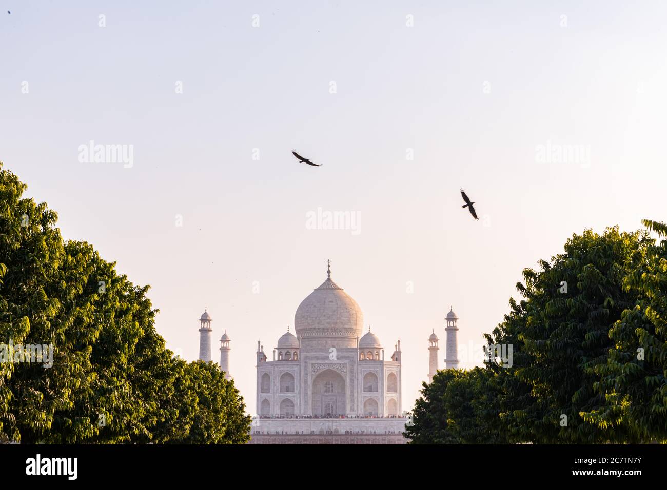 Beautiful view of Taj Mahal with birds flying in Agra, India Stock ...