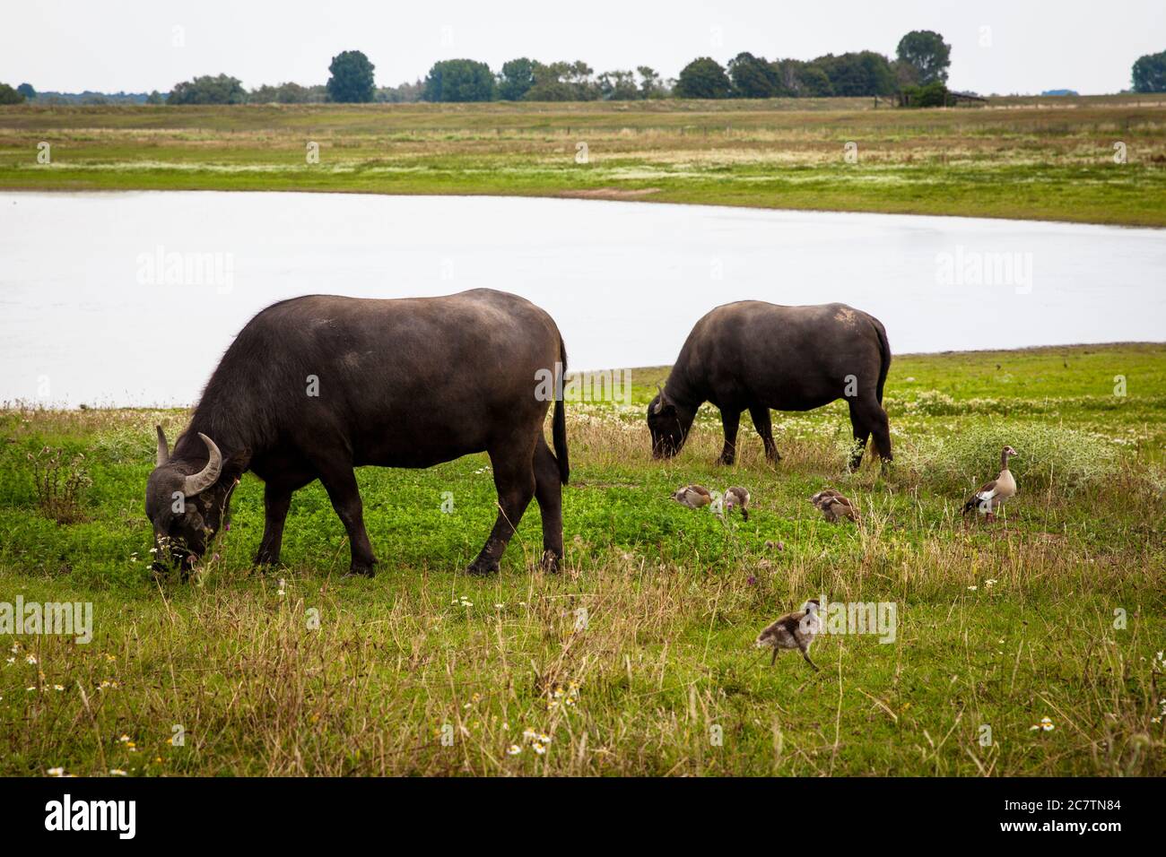 Egyptian buffalo hi-res stock photography and images - Alamy