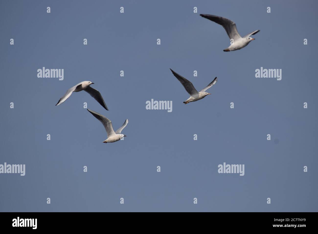 A group of seagulls are seen flying high in the sky together and going ...