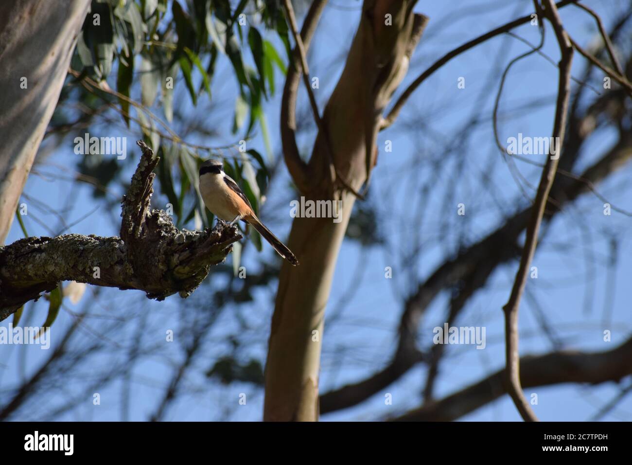 A long tailed shrike is perched on a branch of a tall tree Stock Photo ...