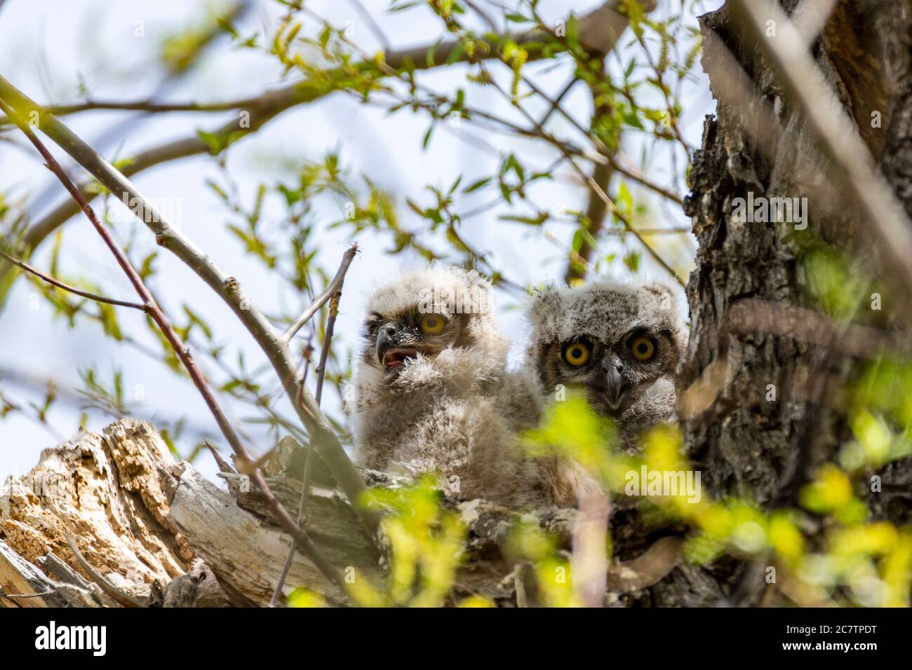 Two unfledged baby great horned owlets in a large nest in a tall tree ...