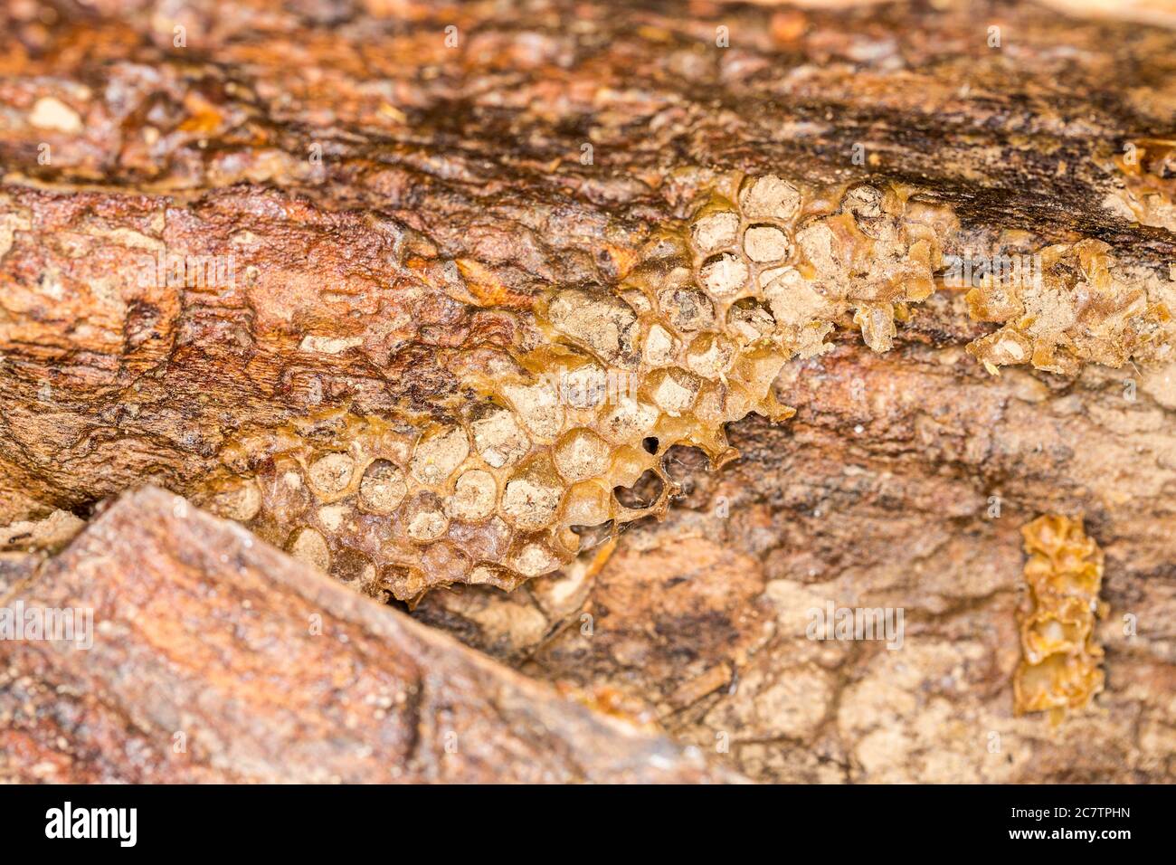 Old abandoned honeycomb cells on a tree branch in the forest Stock ...