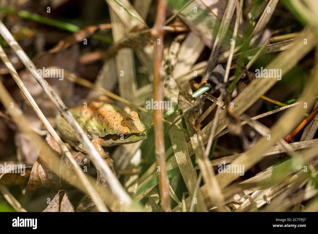 Black spotted tree frog hi-res stock photography and images - Alamy