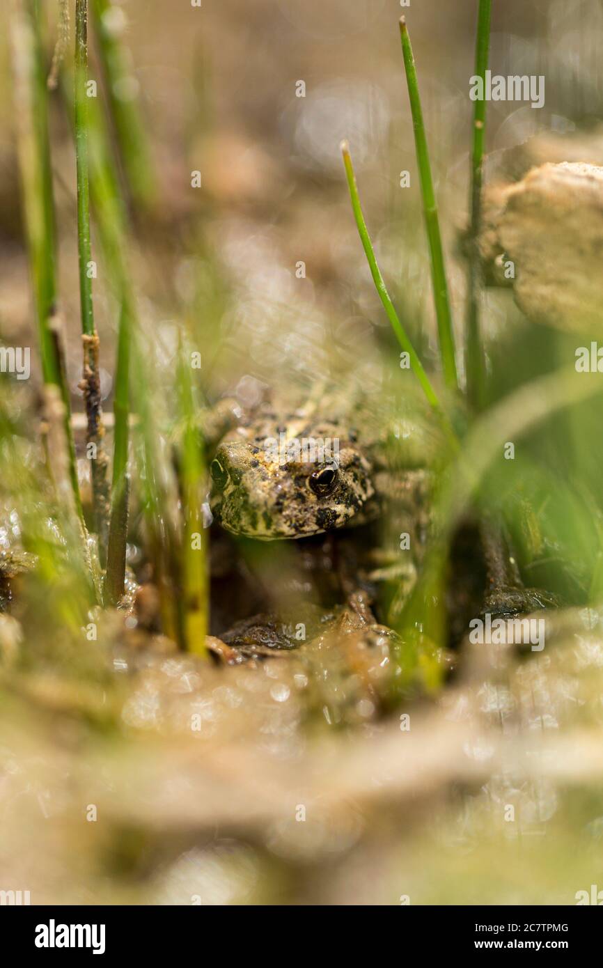 Small warty green toad hiding in a grassy wetland area Stock Photo - Alamy