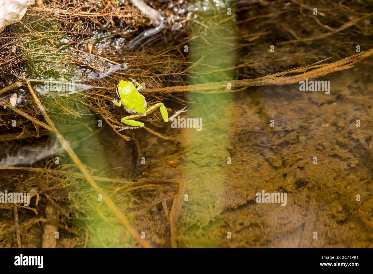 Large brown tree frog hi-res stock photography and images - Alamy