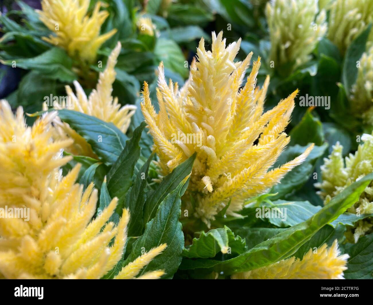 Celosia Flowers Flower High Resolution Stock Photography and Images - Alamy