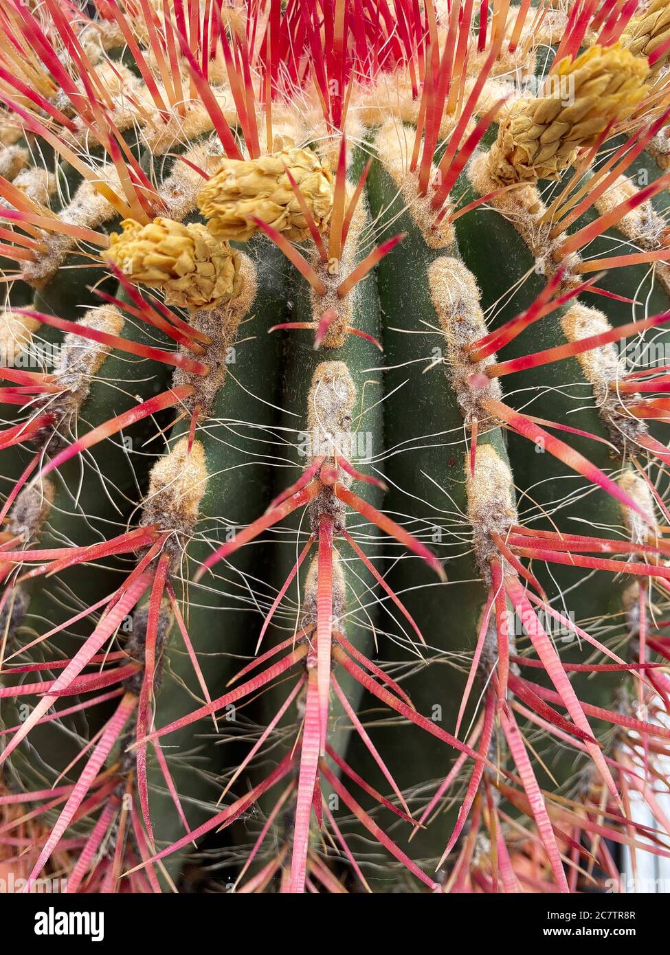 Top spike hi-res stock photography and images - Alamy