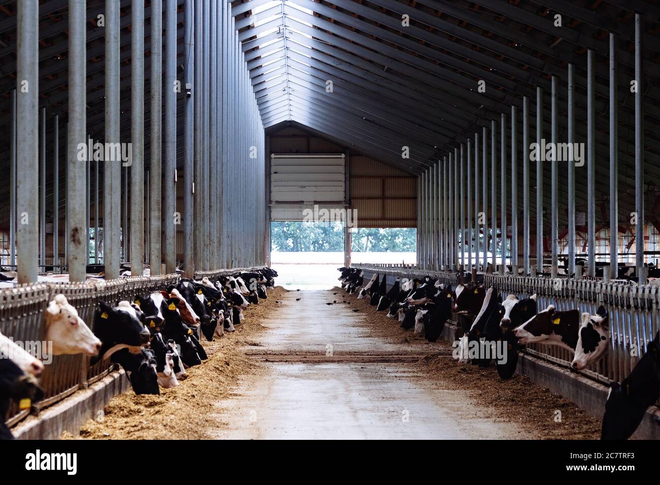 Diary cows in modern free livestock stall Stock Photo - Alamy