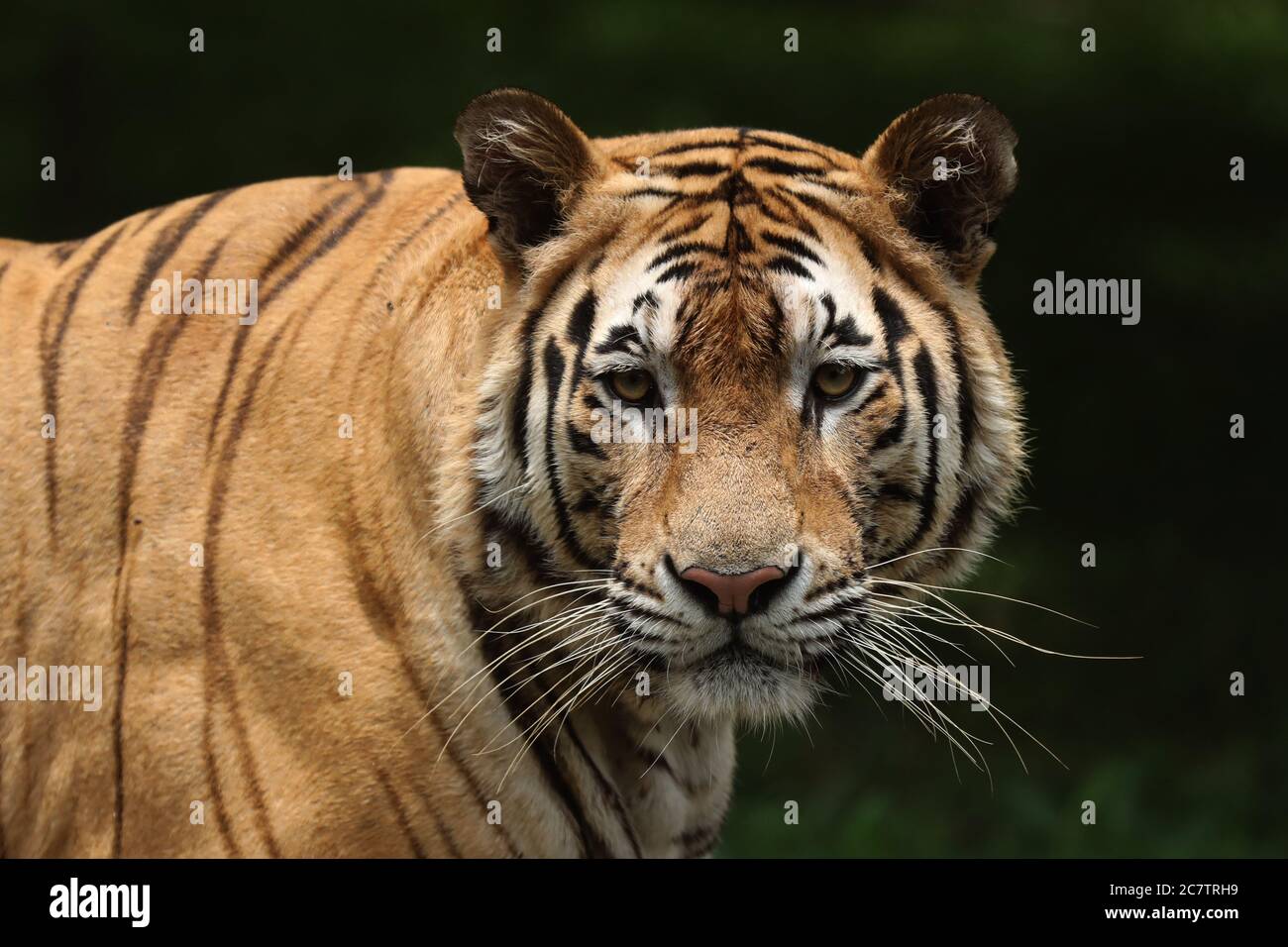 Dhaka, Bangladesh. 19th July, 2020. A Royal Bengal Tiger seen at ...