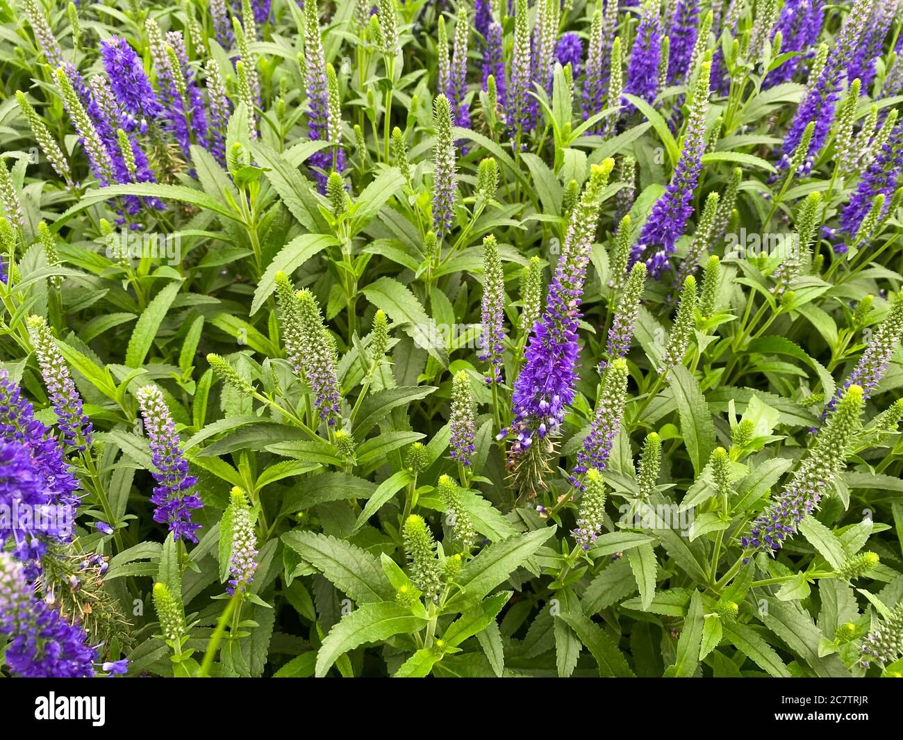 Yellow veronica hi-res stock photography and images - Alamy