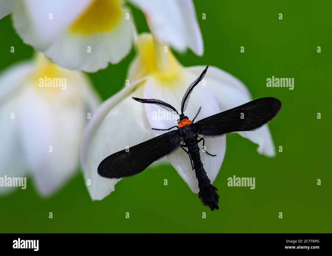 Grapeleaf skeletonizer hi-res stock photography and images - Alamy