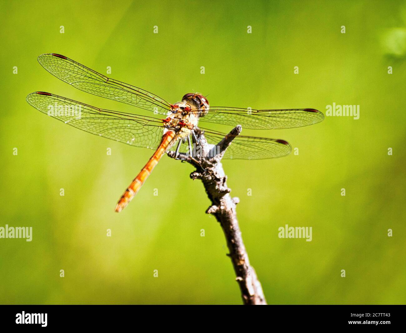 Dragonfly under hi-res stock photography and images - Alamy