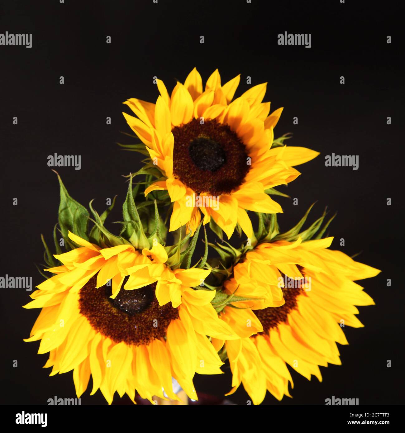 Pale yellow sunflowers hi-res stock photography and images - Alamy