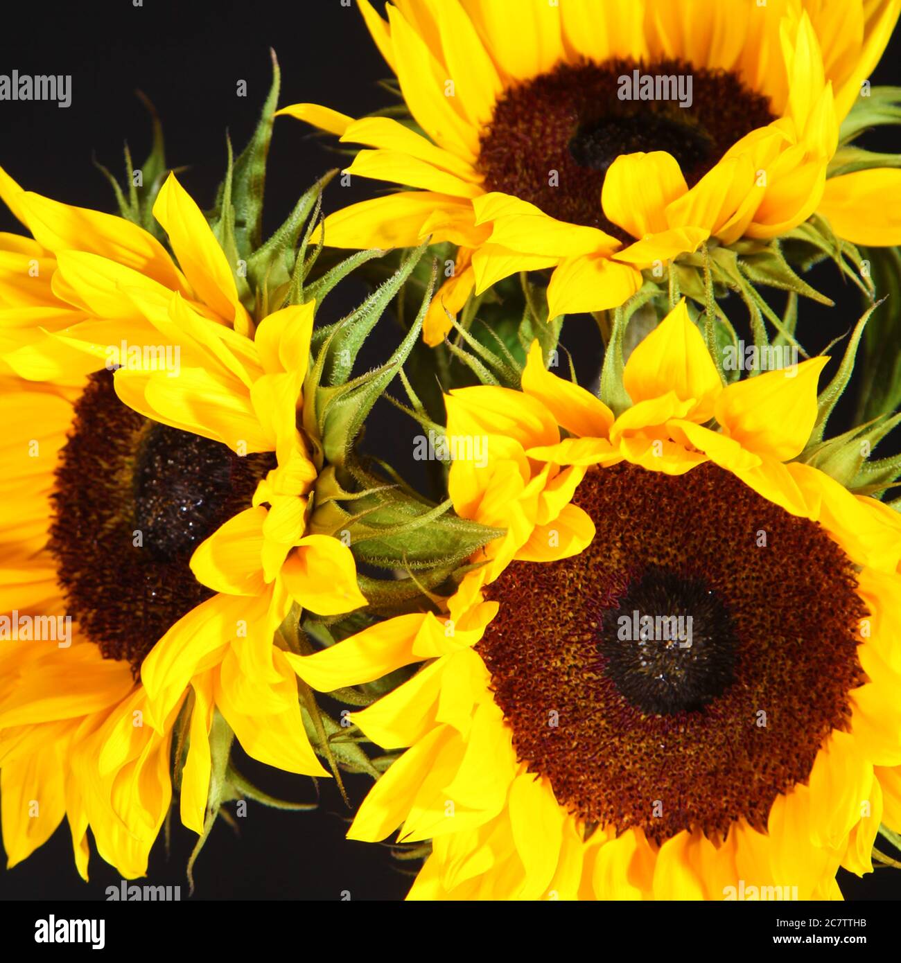 Pale yellow sunflower hi-res stock photography and images - Alamy