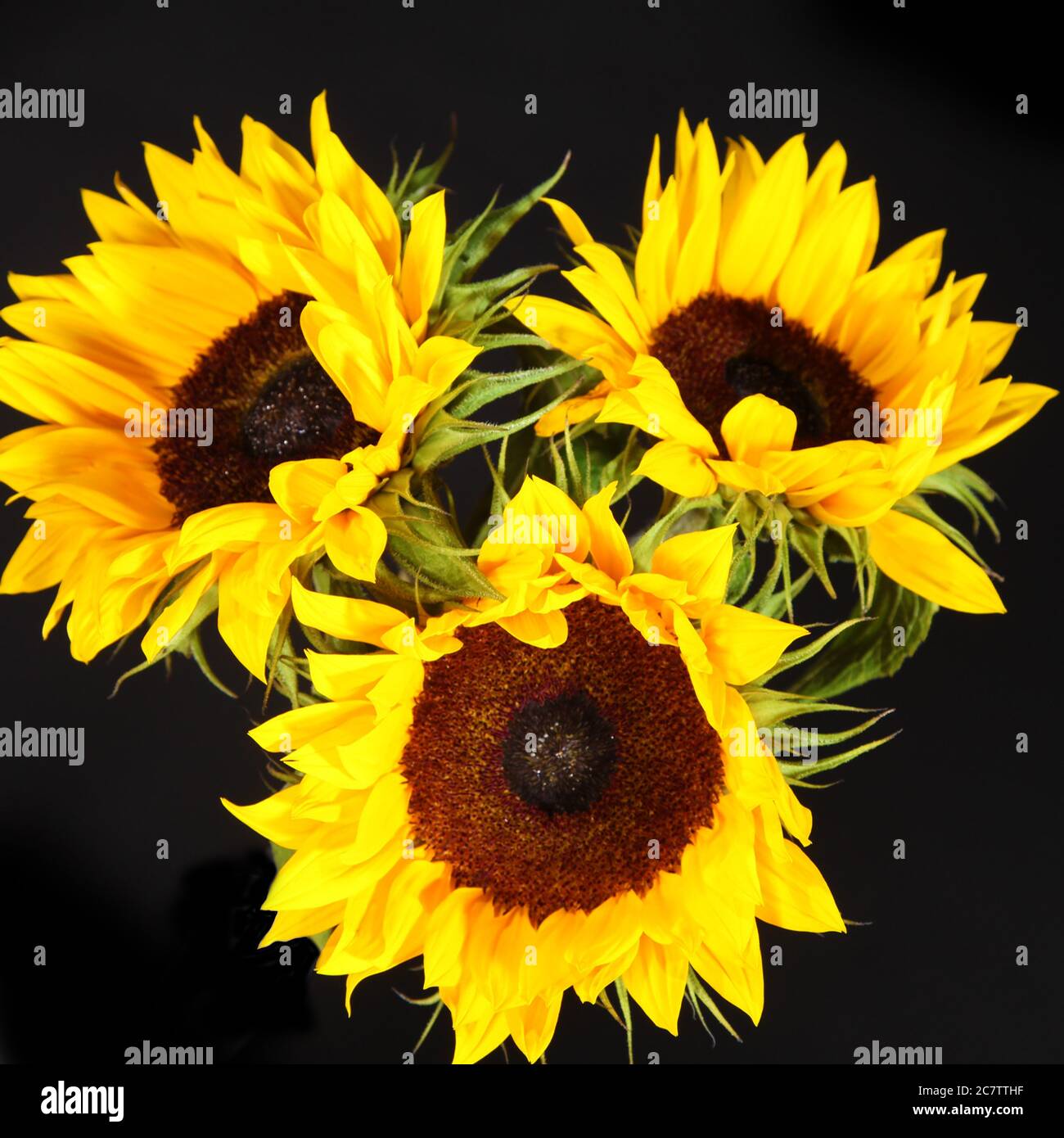 Smell sunflowers hi-res stock photography and images - Alamy