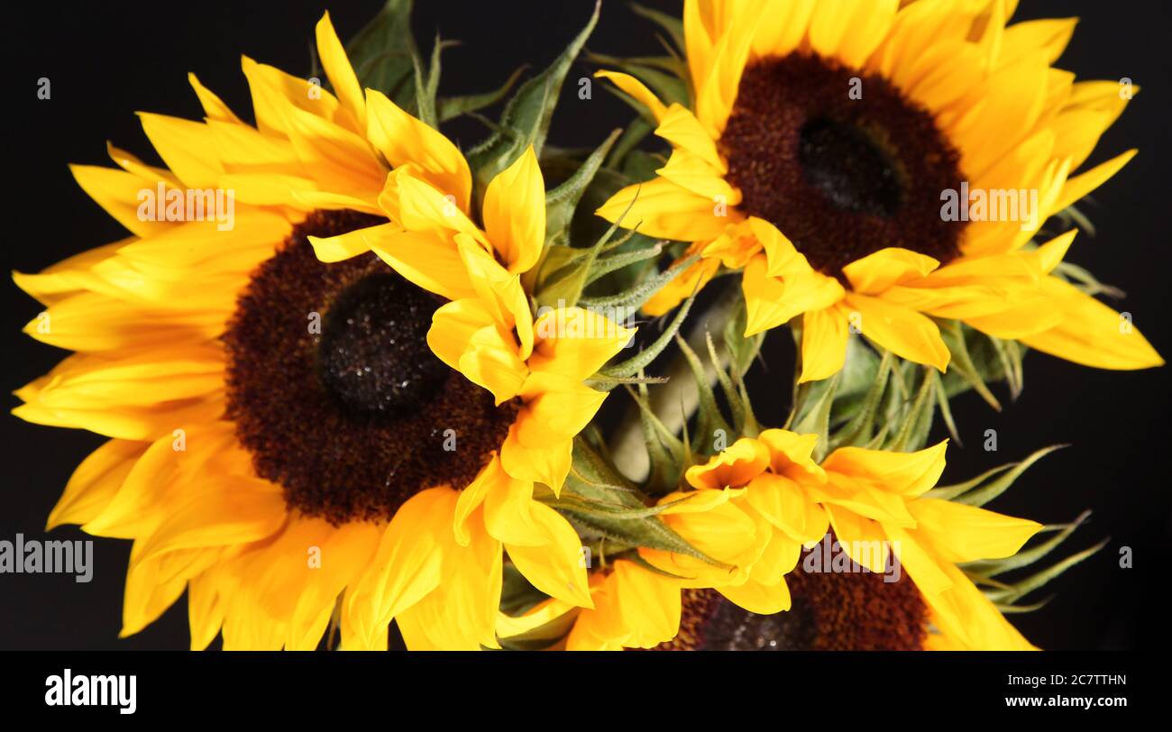 Pale yellow sunflowers hi-res stock photography and images - Alamy