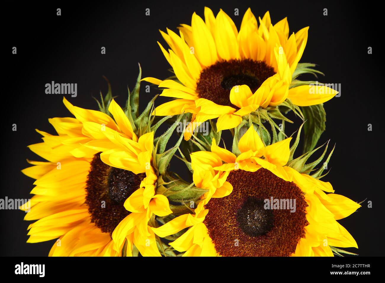 Pale yellow sunflower hi-res stock photography and images - Alamy