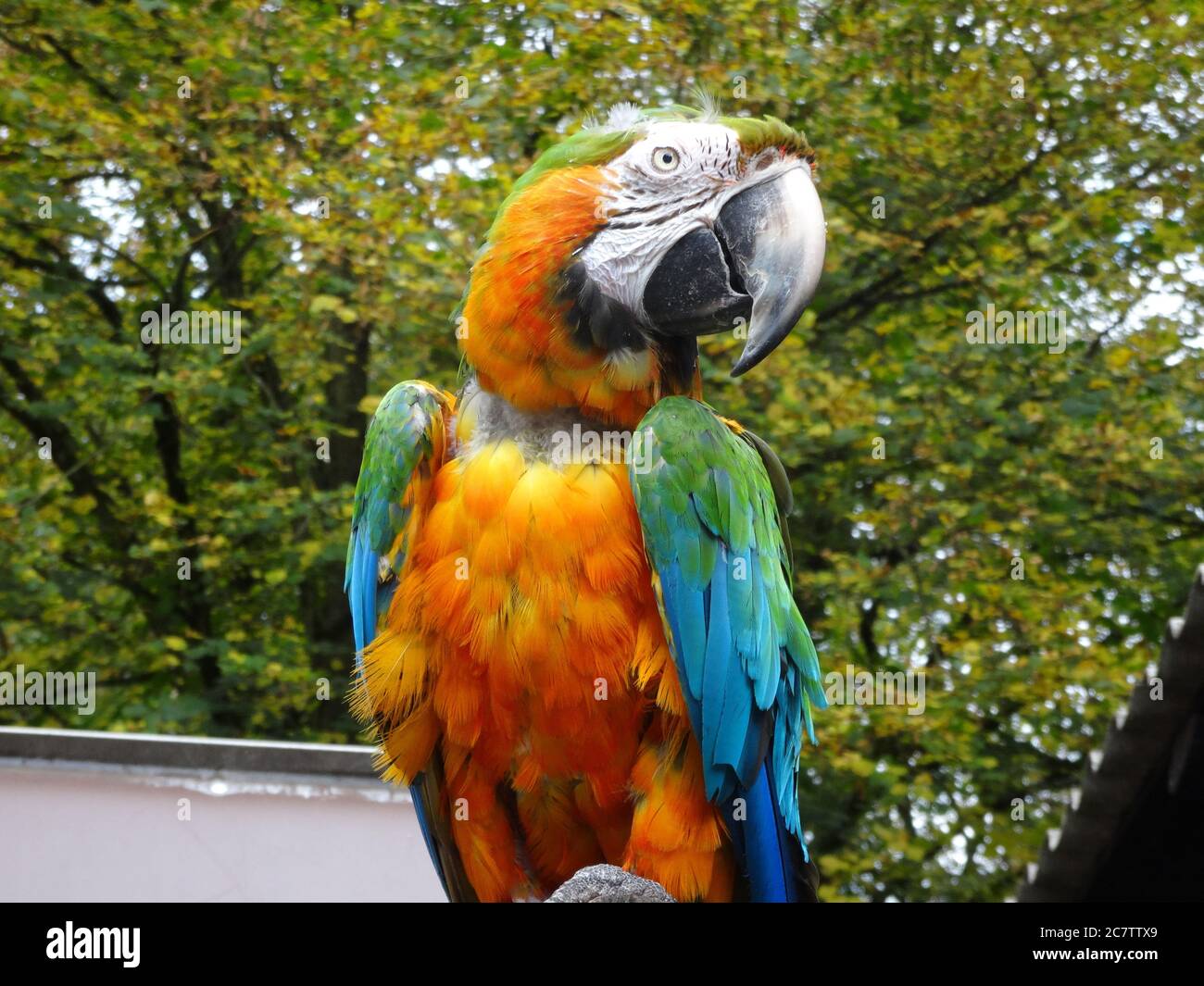 Macaw standing on wood surrounded by trees under the sunlight with a ...