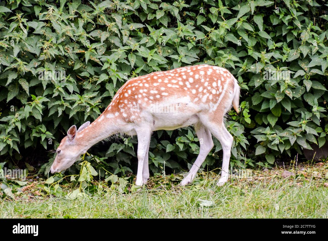 Deer fallow cute animal photo hi-res stock photography and images - Alamy
