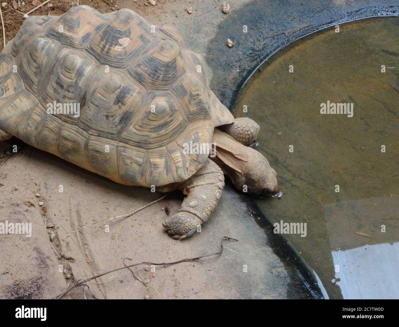 High angle view of a Desert tortoise drinking water from a pond under ...
