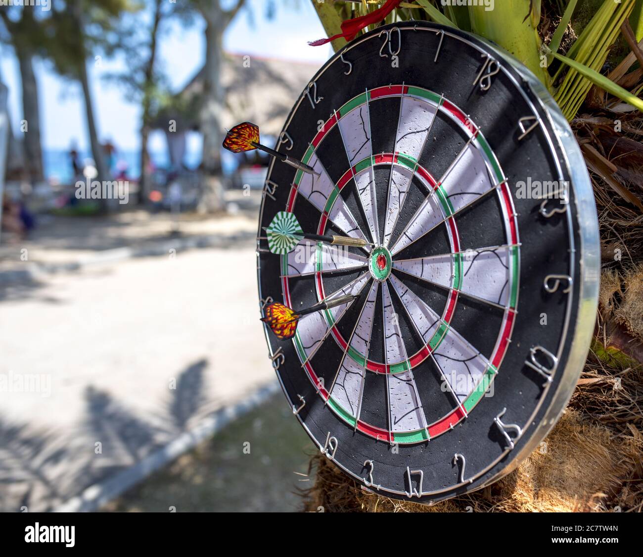 Closeup shot of darts on a palm tree in the beach Stock Photo - Alamy