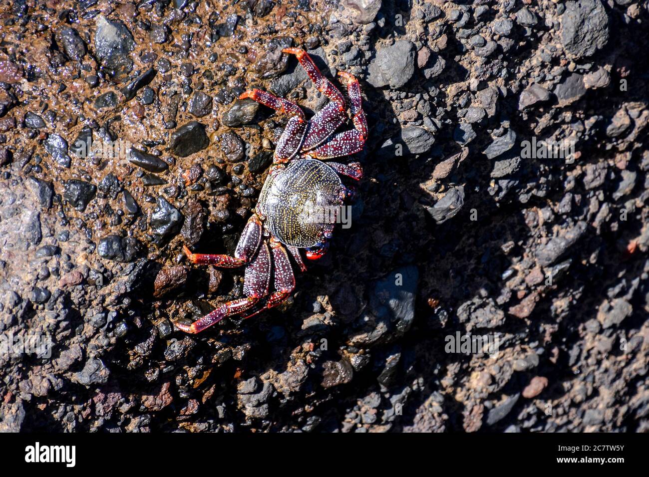 Photo Picture of a Sea animal red crab Stock Photo - Alamy