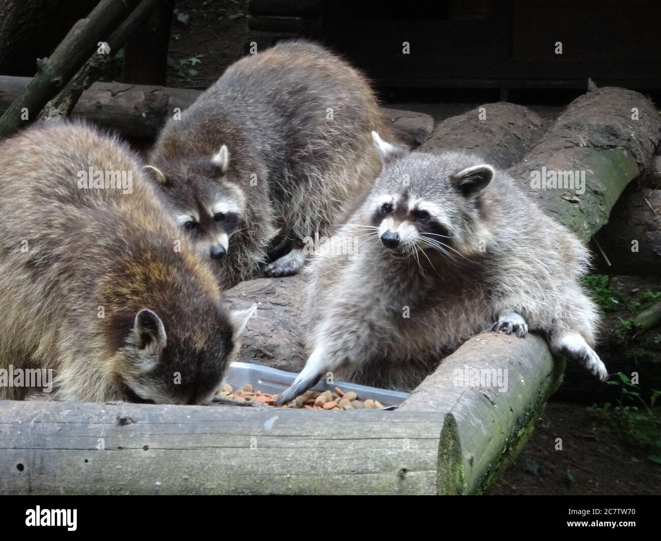 Raccoons eating hi-res stock photography and images - Alamy